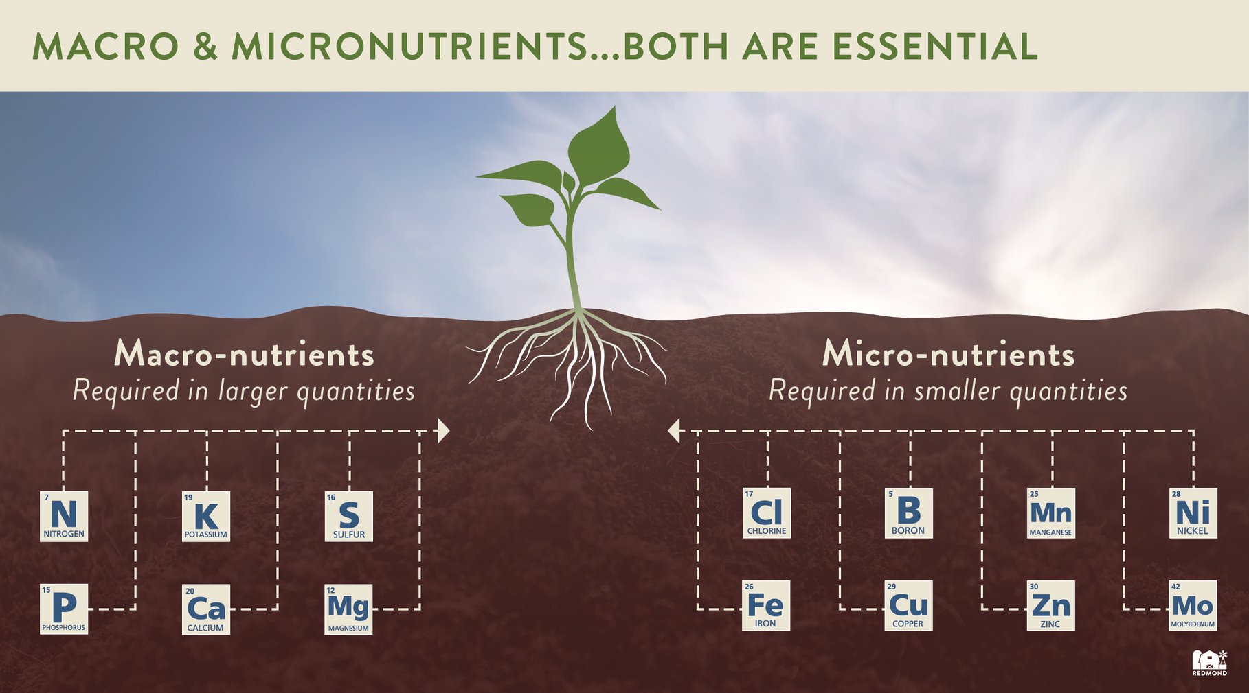 What Nutrients Do Plants Need?