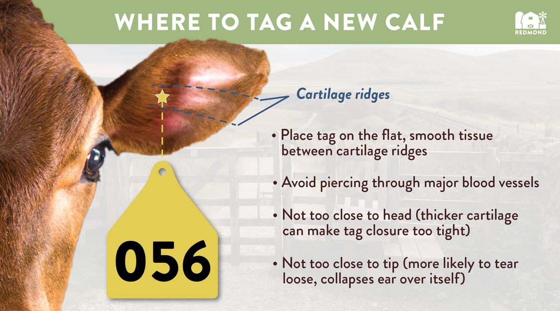Tagging New Calves: How to Do it Safely